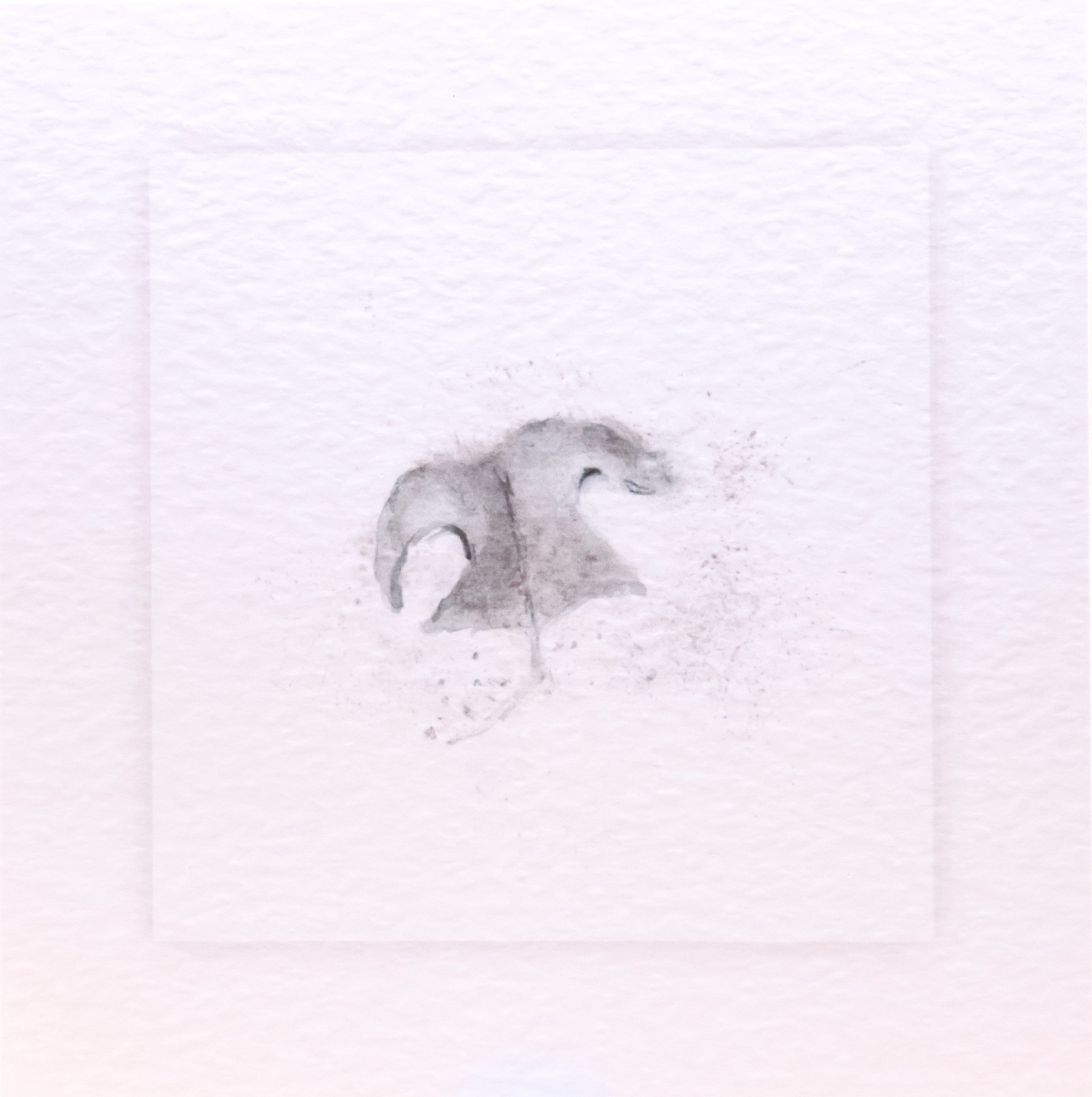 D10 Dog's Nose – Sarah Brown Cards